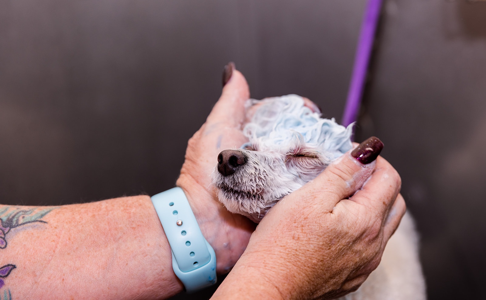 Our Services – Creative K-9 Designs