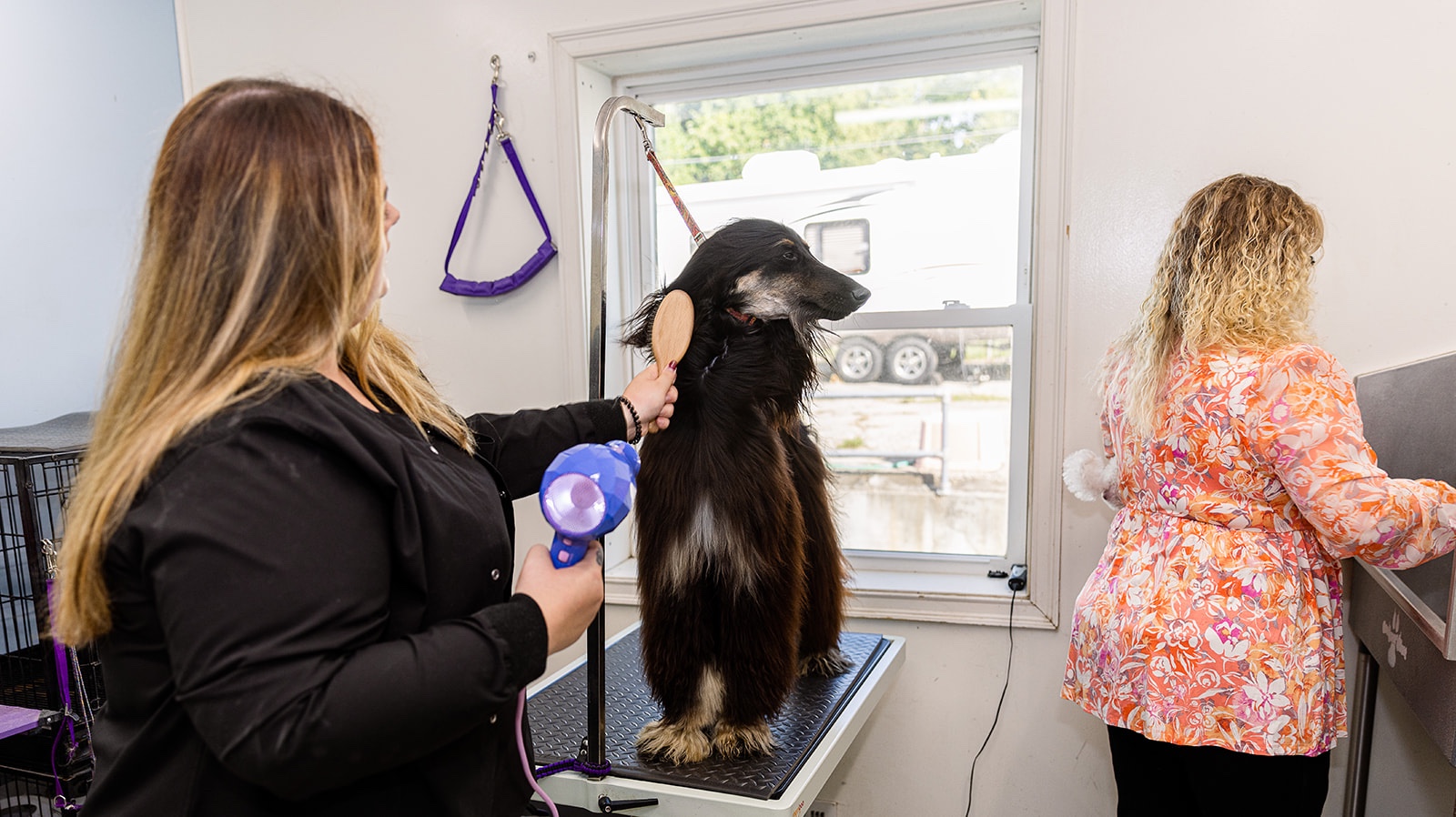 Our Services – Creative K-9 Designs