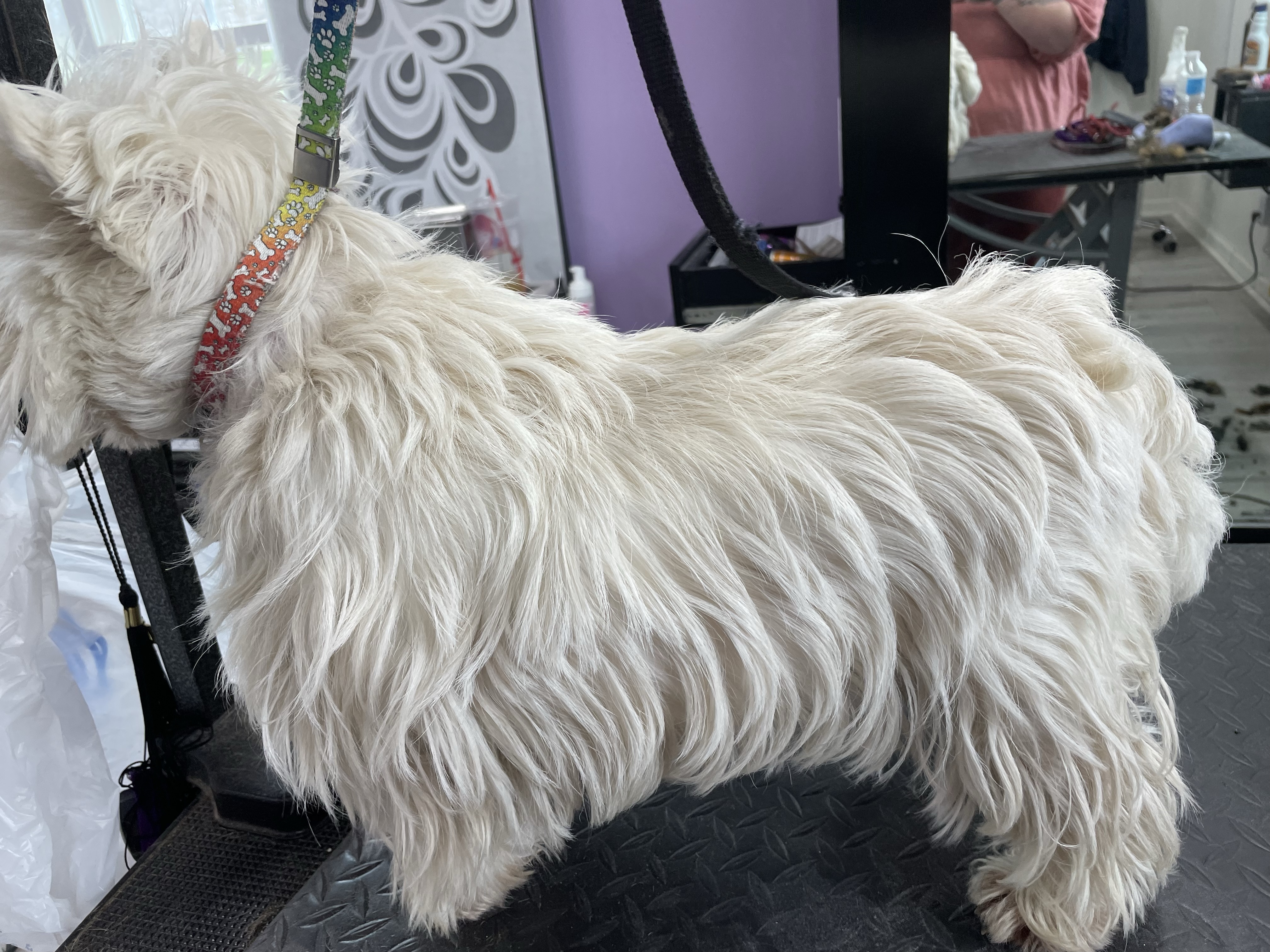 About Hand-Stripping – Creative K-9 Designs