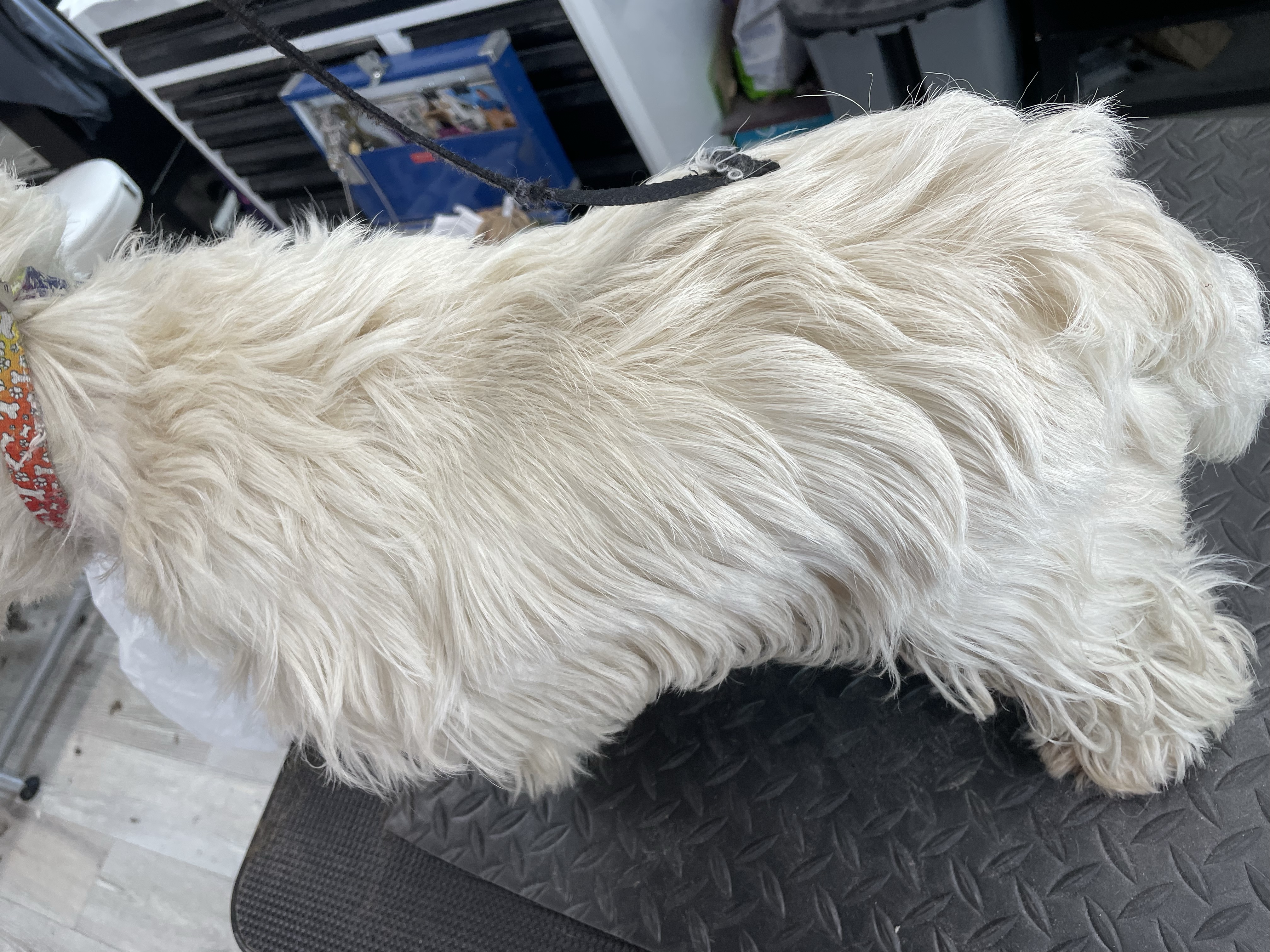 About Hand-Stripping – Creative K-9 Designs