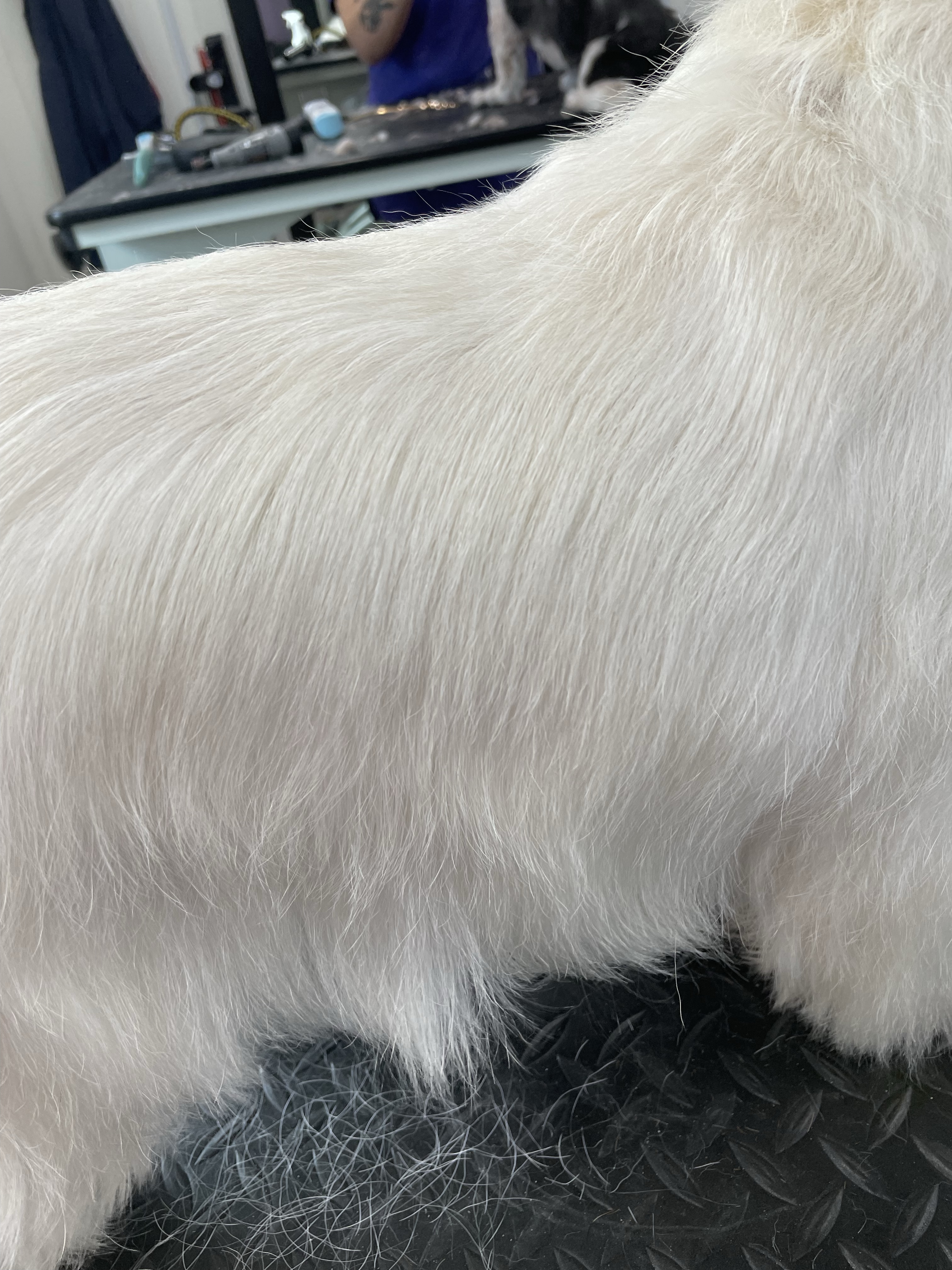 About Hand-Stripping – Creative K-9 Designs