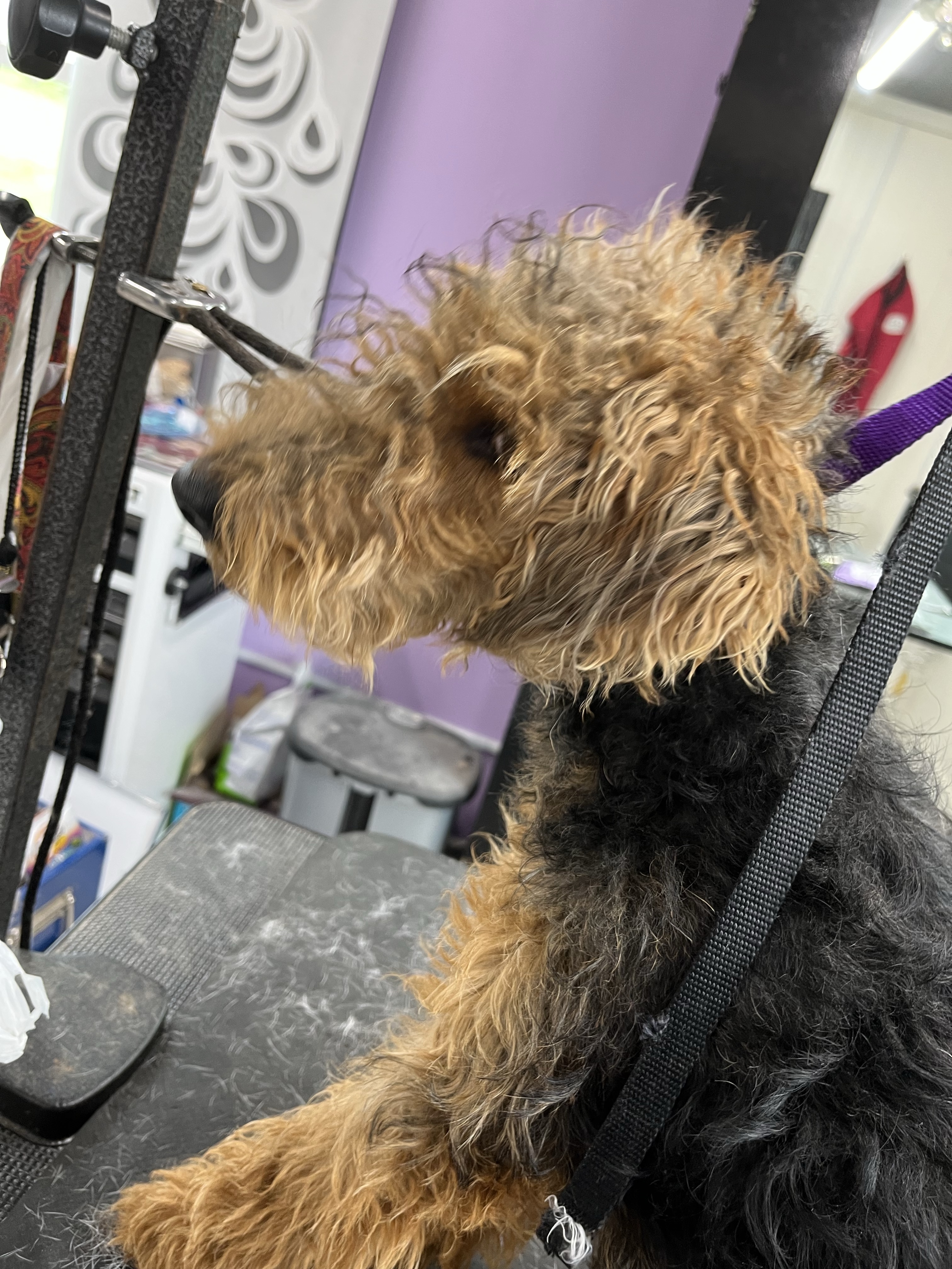 About Hand-Stripping – Creative K-9 Designs