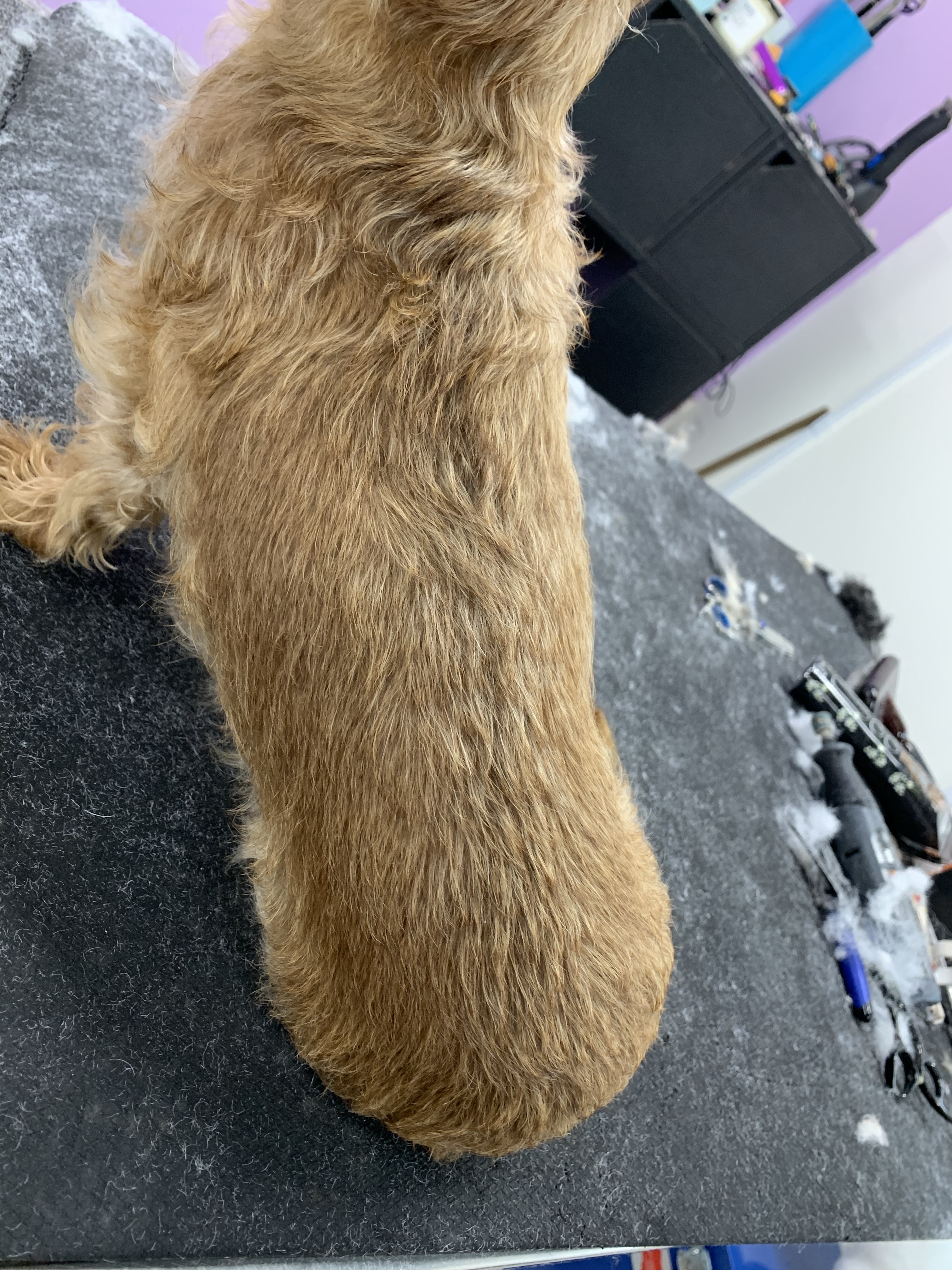 About Hand-Stripping – Creative K-9 Designs